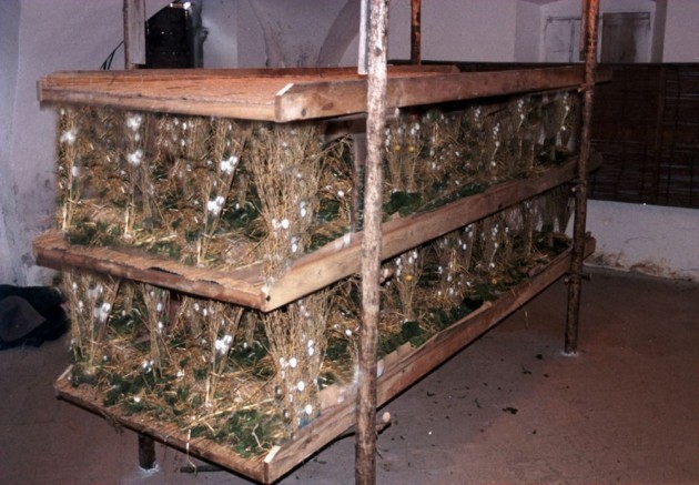 Allevare bachi da seta in casa. Una tradizione cremonese