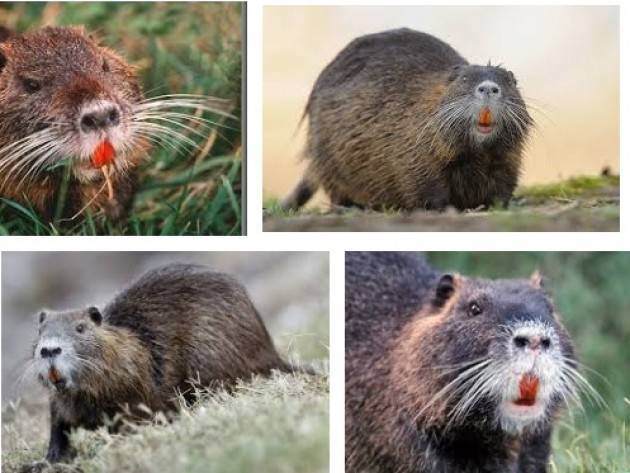 Provocazione di Michael Marchi Le nutrie si possono mangiare. Ma sono ...