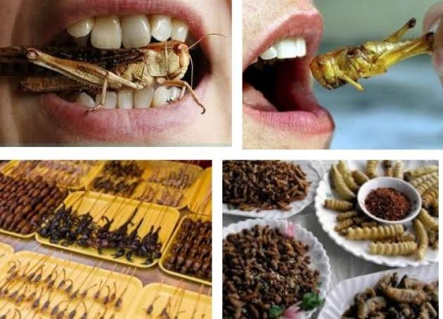 Il futuro è ..mangiare insetti per salvare il pianeta