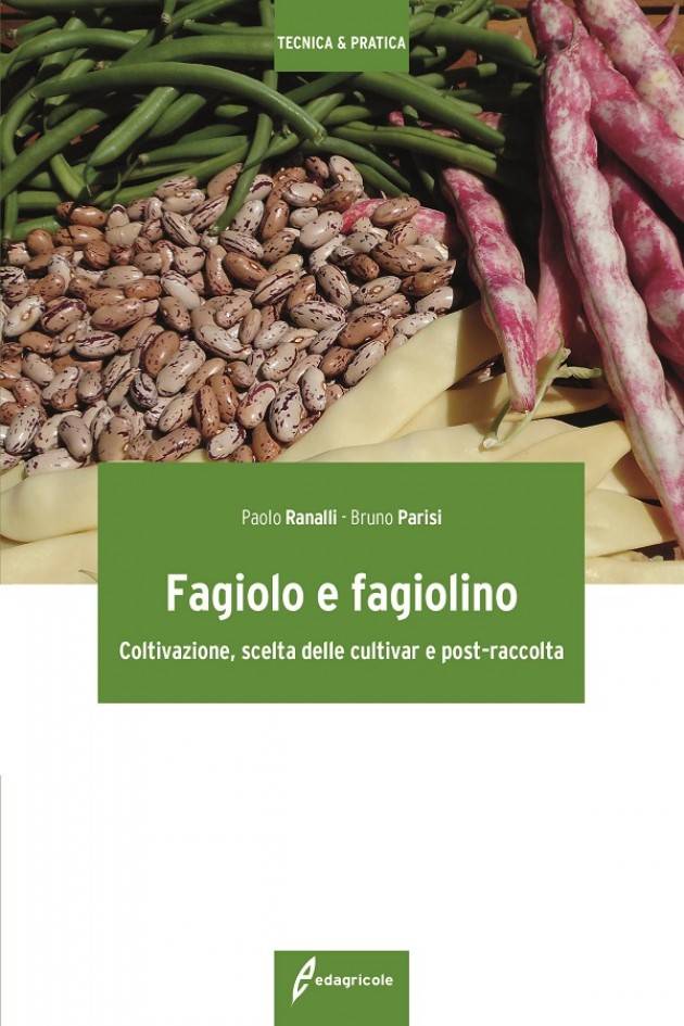 FAGIOLO E FAGIOLINO COLTIVAZIONE, SCELTA DELLE CULTIVAR E POST-RACCOLTA ...