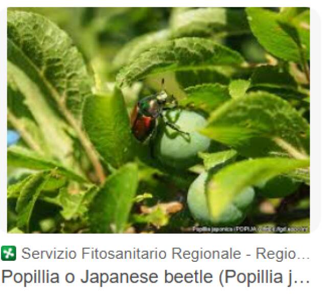 POPILLIA JAPONICA, PILONI (PD): AGLI AGRICOLTORI SERVONO INDENNIZZI